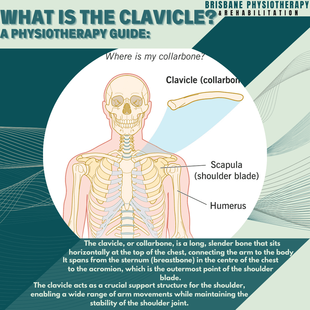 What is the Clavicle? - Brisbane Physiotherapy & Podiatry