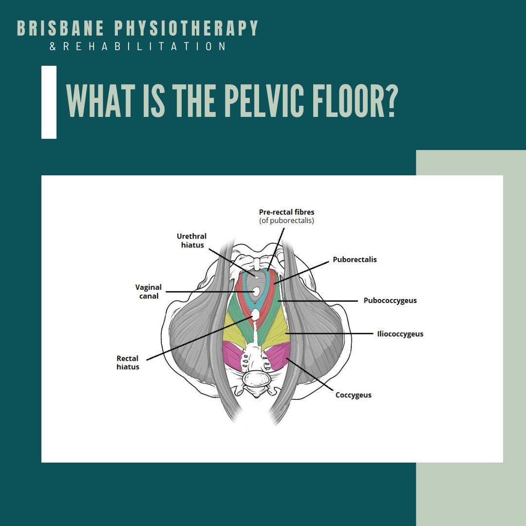 What is the Pelvic Floor? - Brisbane Physiotherapy