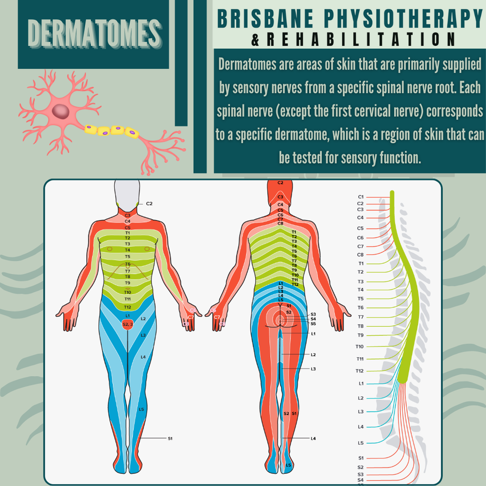 Dermatomes: An Overview - Brisbane Physiotherapy & Podiatry