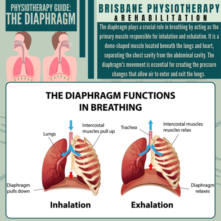Physiotherapy Guide: The Diaphragm - Brisbane Physiotherapy & Podiatry