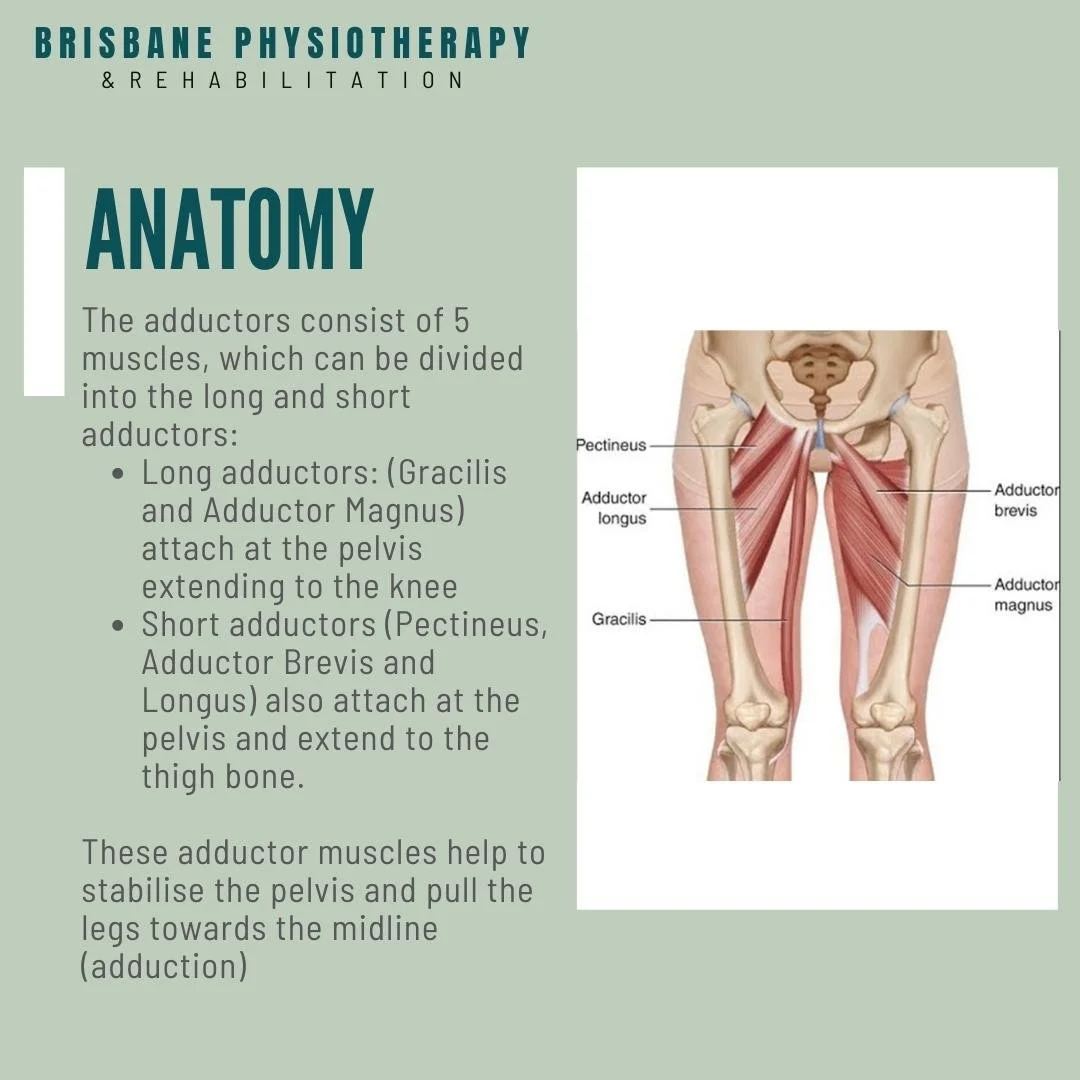 Adductor Muscle