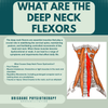 What are the Deep Neck Flexors? - Brisbane Physiotherapy & Podiatry