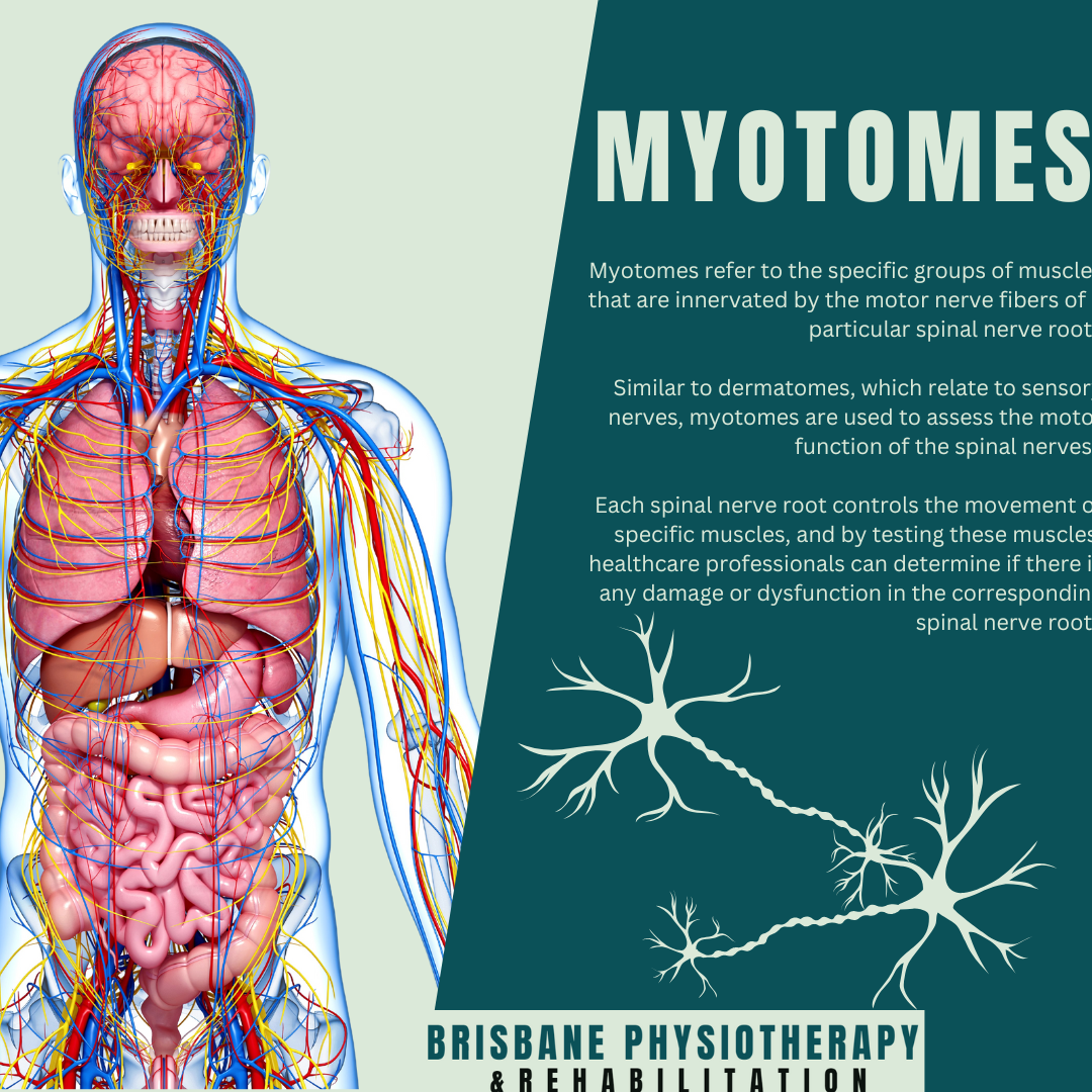 What Are Myotomes? An Overview - Brisbane Physiotherapy & Podiatry