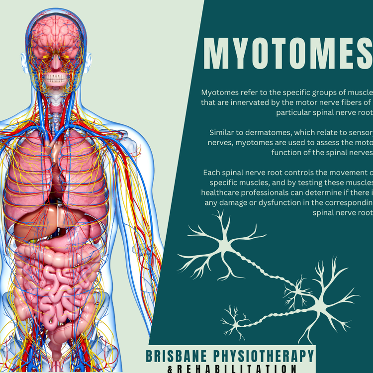 What Are Myotomes? An Overview - Brisbane Physiotherapy & Podiatry