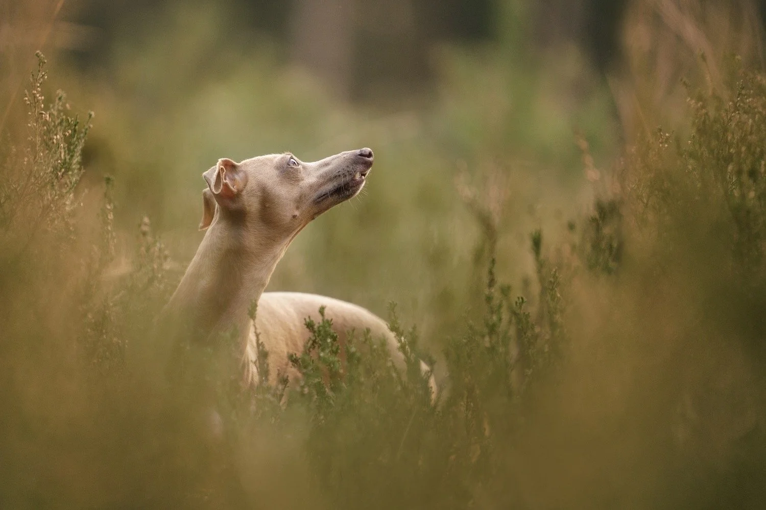 Jessica McGovern Photography - Award Winning Photographer near Dumfries