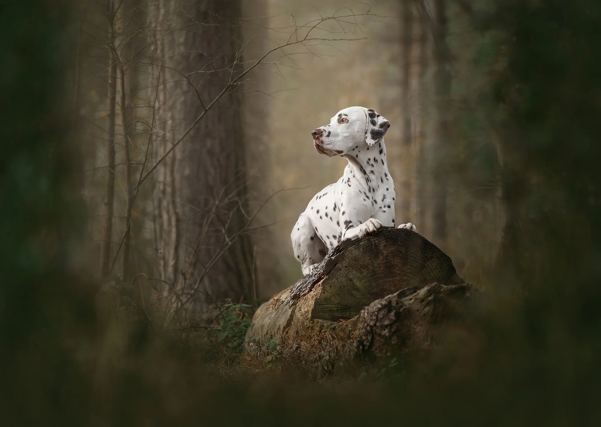 Jessica McGovern Photography - Award Winning Photographer near Dumfries