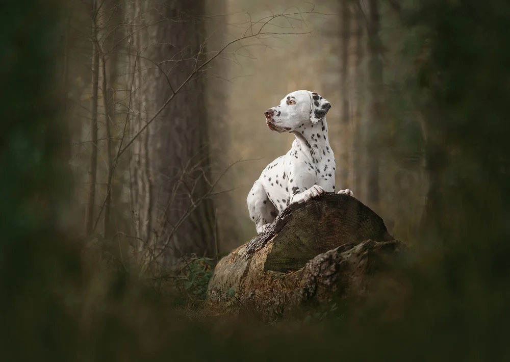 Jessica McGovern Photography - Award Winning Photographer near Dumfries