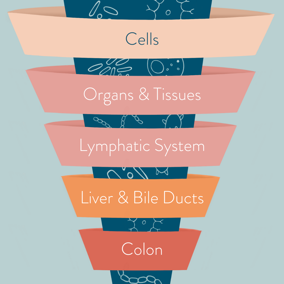 Your Liver, Detox Process, and Drainage Pathways — Healing Masters