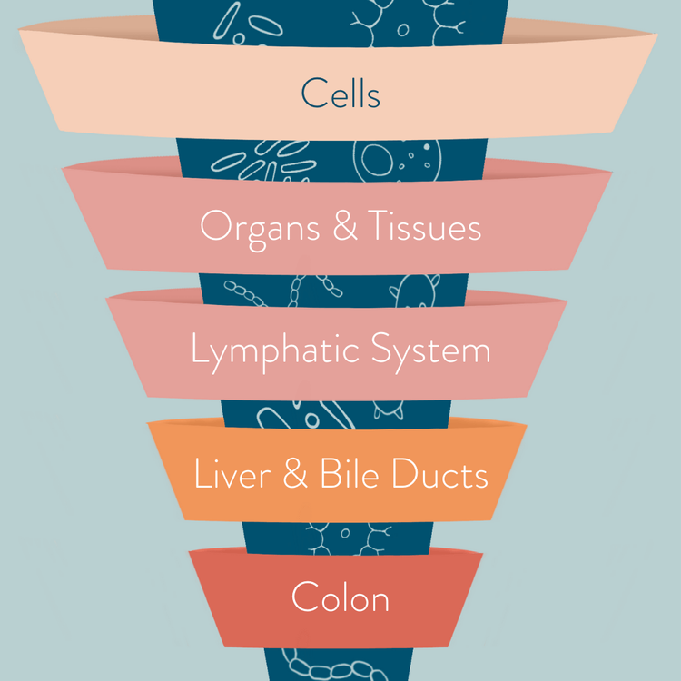 Intro to Drainage Pathways: The Colon — Healing Masters