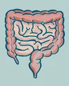 Intro to Drainage Pathways: The Colon — Healing Masters