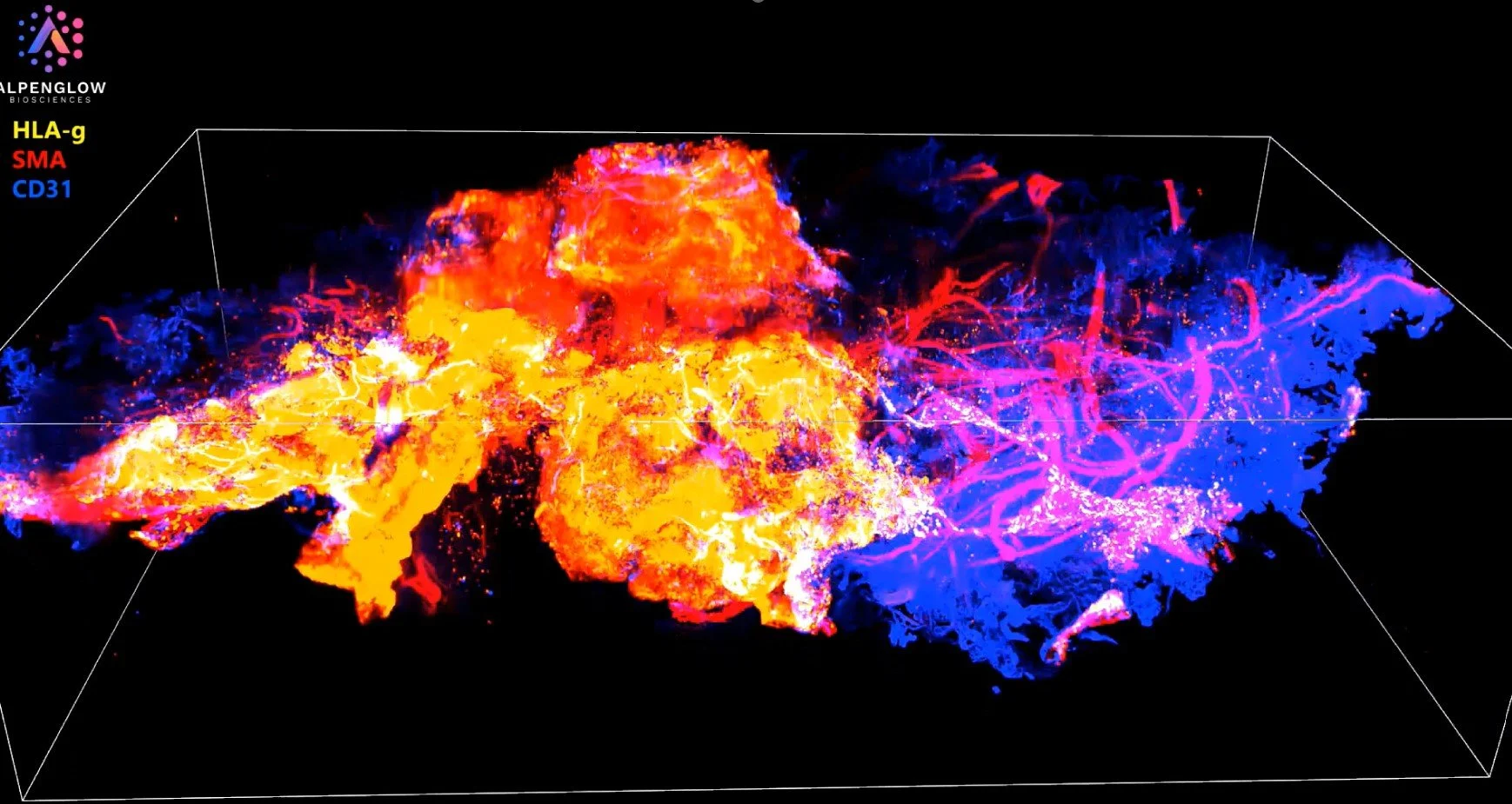 AI-Enabled 3D Tissue Imaging & Digital Pathology | Alpenglow Biosciences