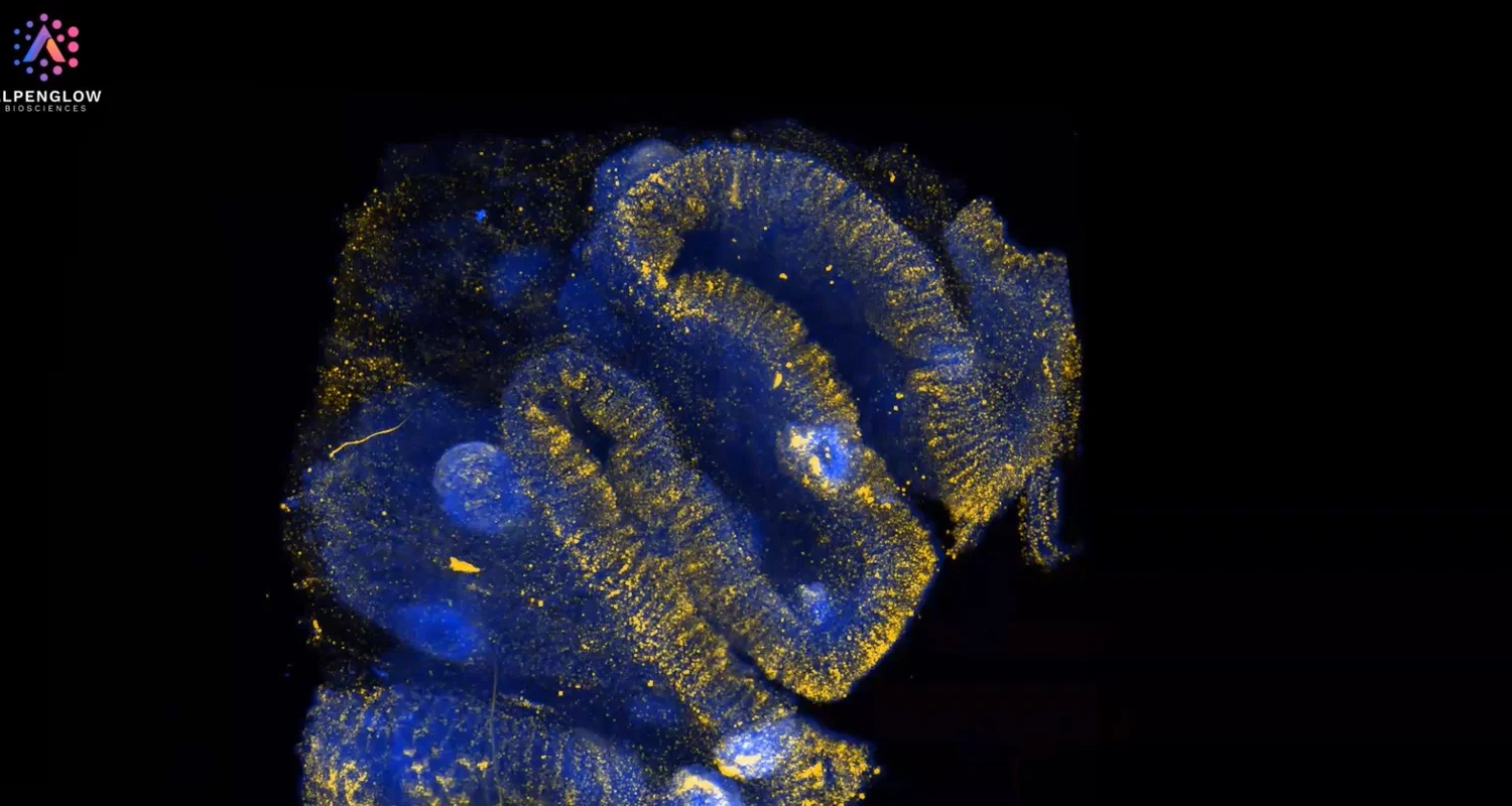 AI-Enabled 3D Tissue Imaging & Digital Pathology | Alpenglow Biosciences