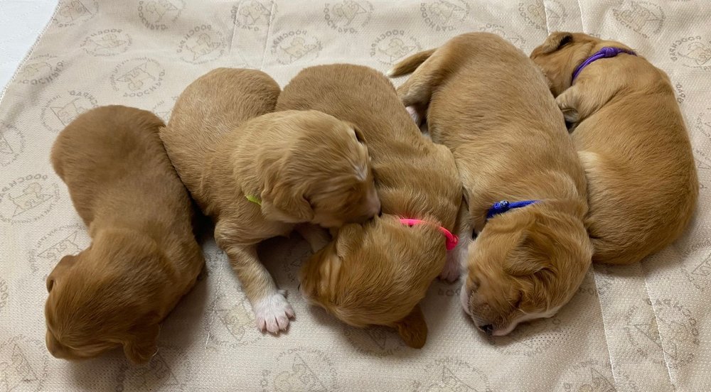 Gallery 3 — Toller Dreams/Mugsy's Doodles