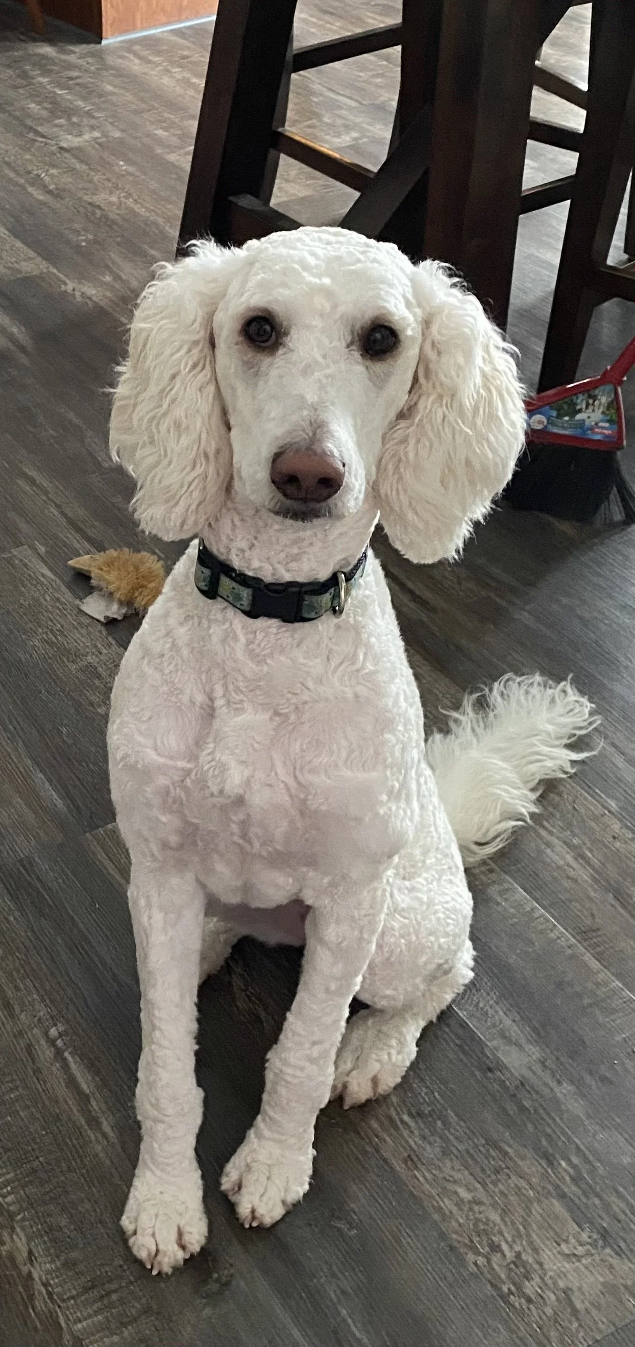 Mrs Miyagi and Marley — Toller Dreams/Mugsy's Doodles