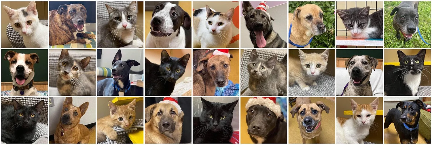 NNHS - New Nodaway Humane Society