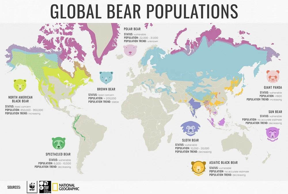 Bear Species Infographic — Kat Black Design & Illustration