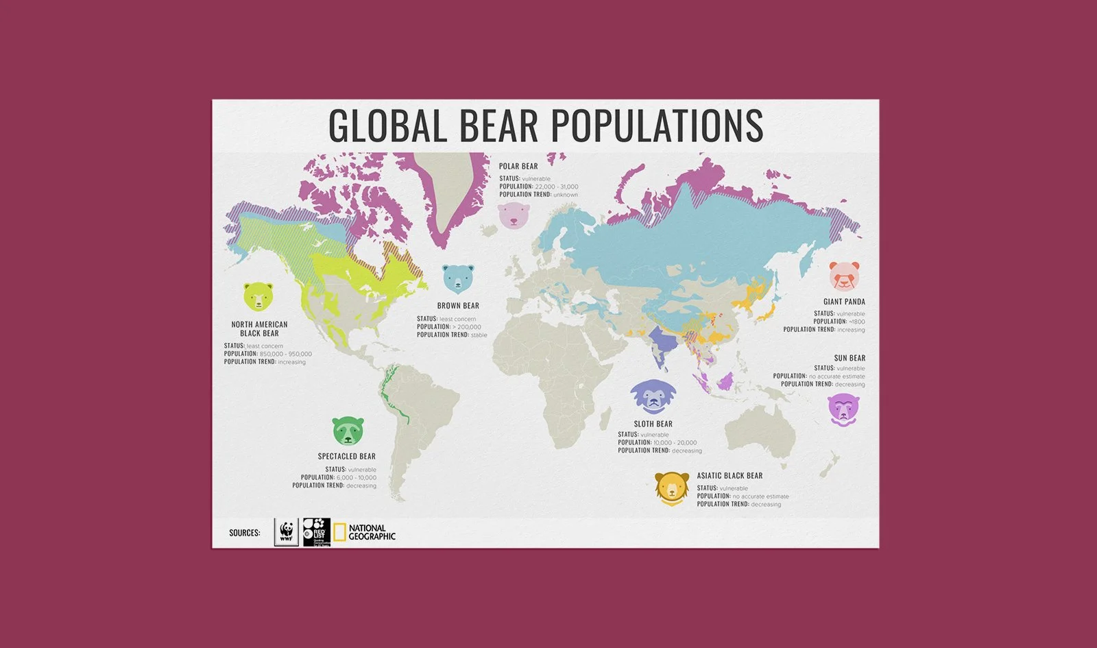 Bear Species Infographic — Kat Black Design & Illustration