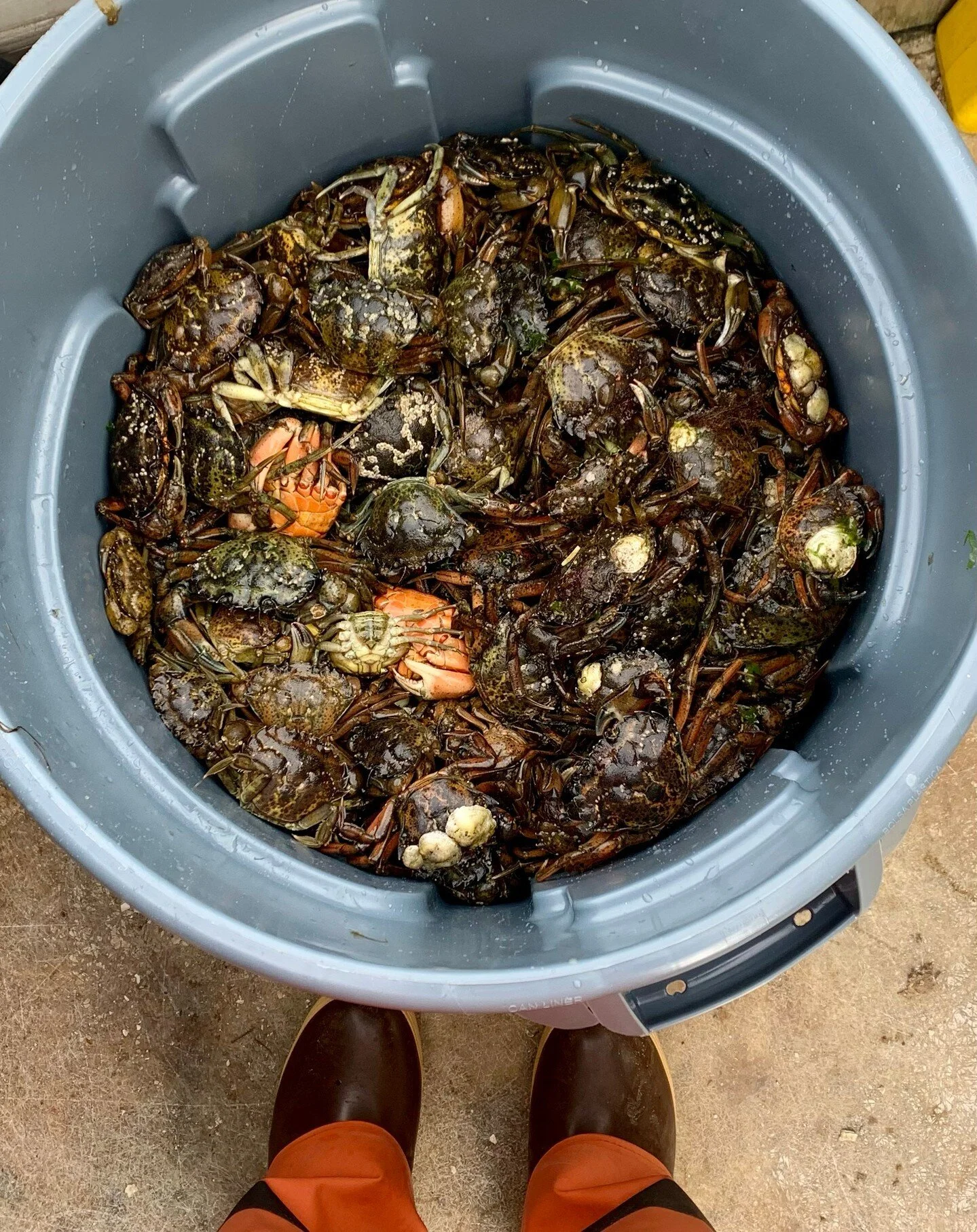Nantucket Shellfish Association
