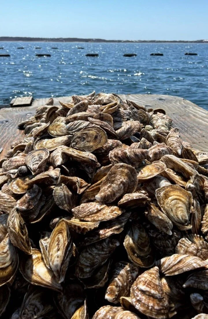 Nantucket Shellfish Association