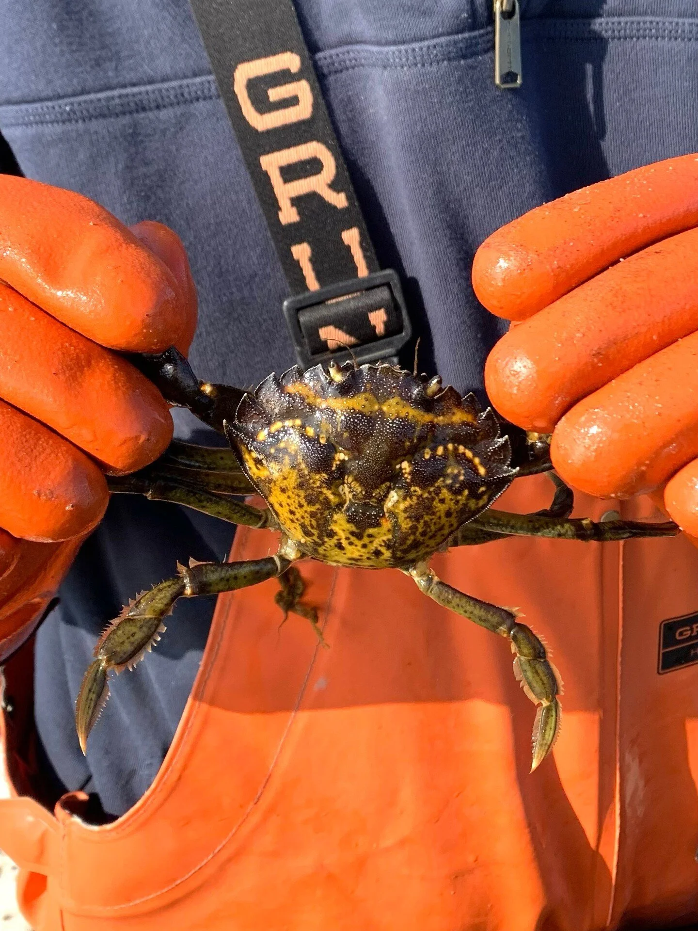 Nantucket Shellfish Association