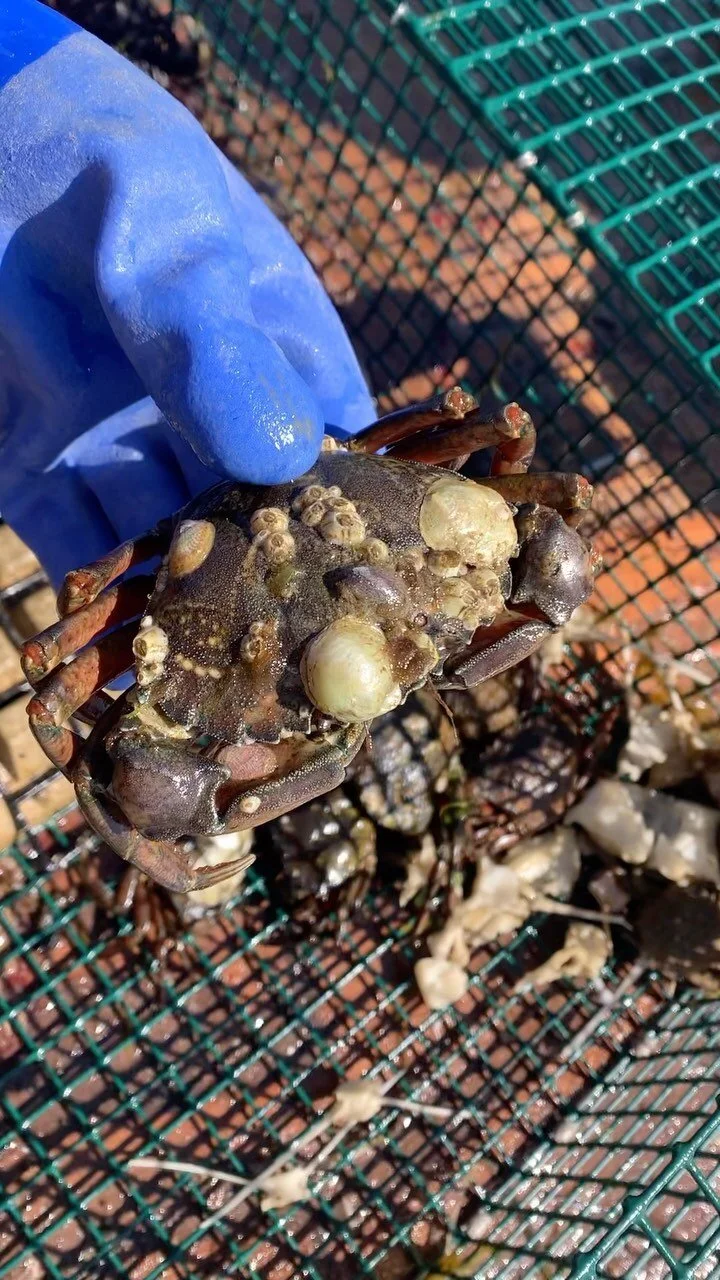 Nantucket Shellfish Association