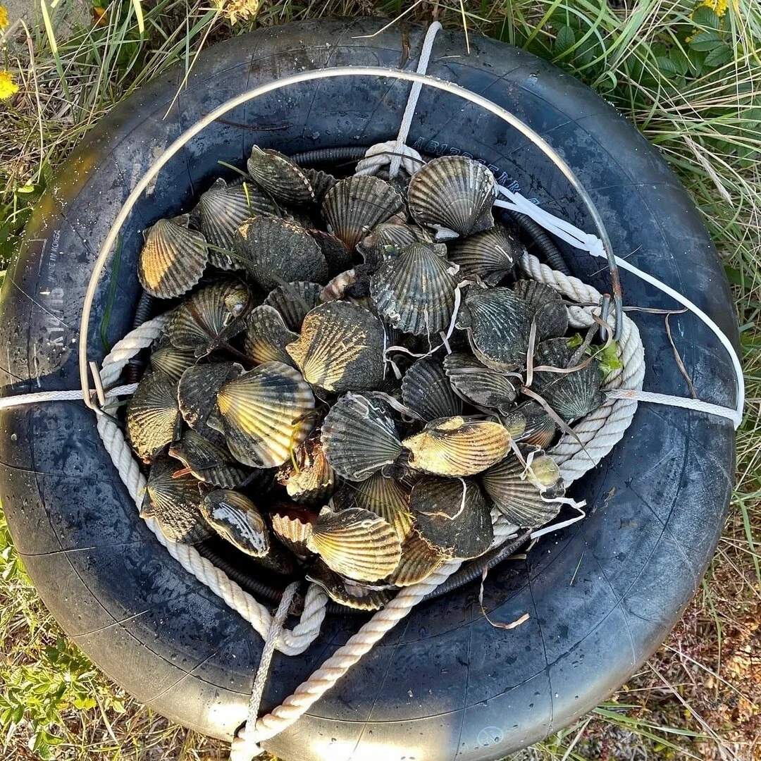 Nantucket Shellfish Association