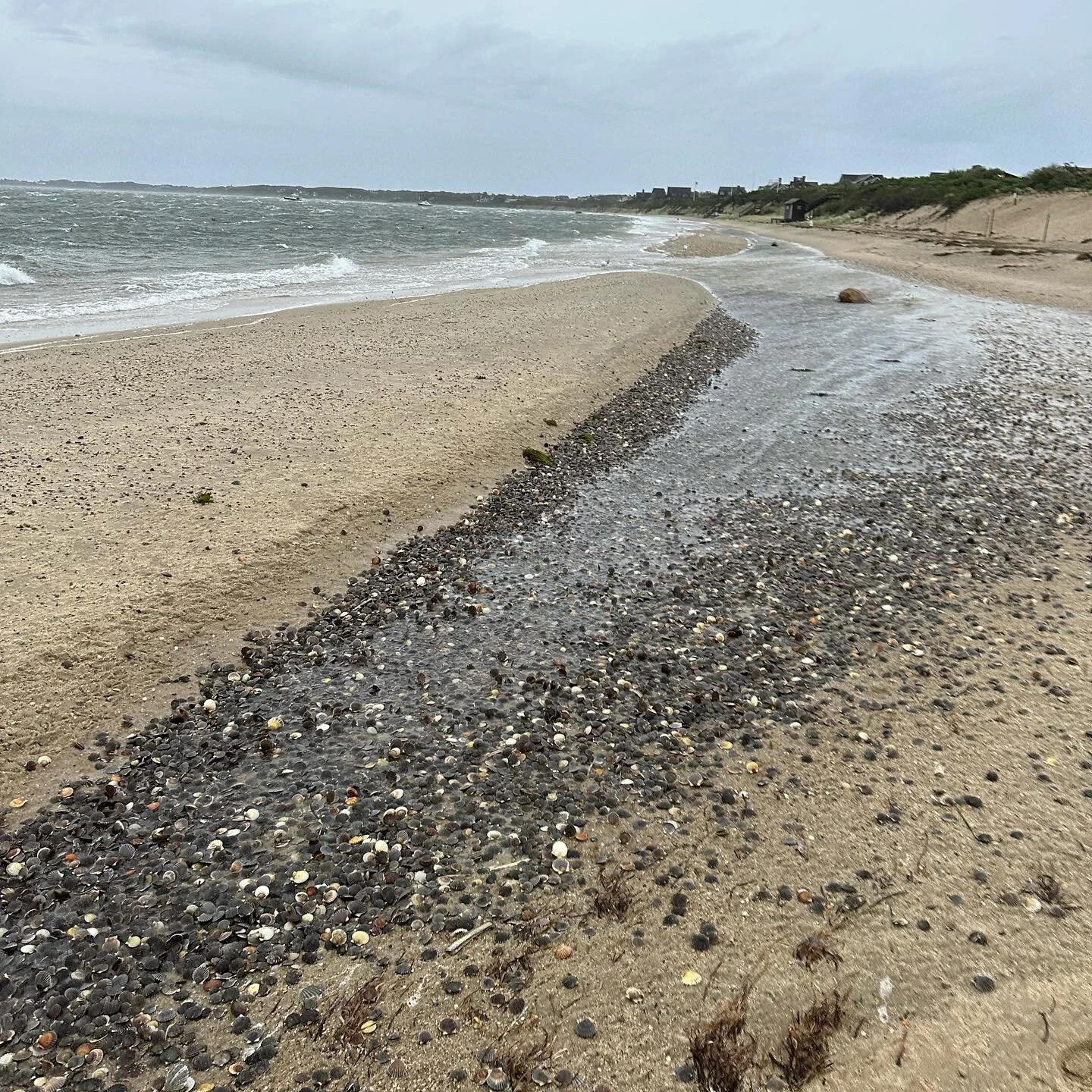 Nantucket Shellfish Association
