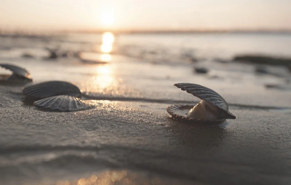 Recreational Shellfishing — Nantucket Shellfish Association