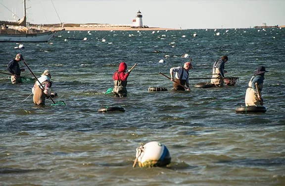About — Nantucket Shellfish Association
