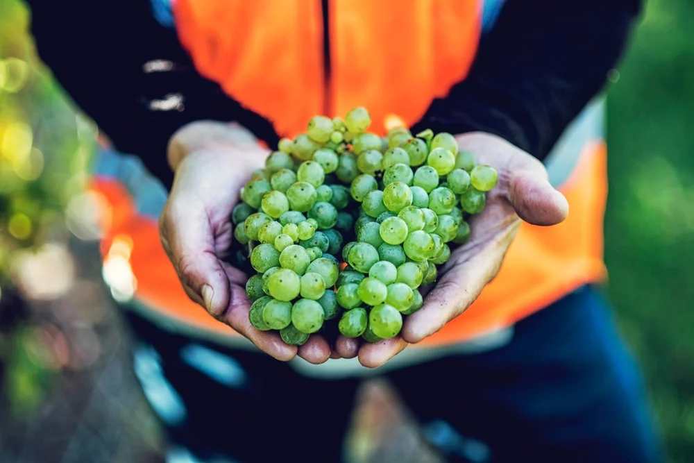 About Wine Marlborough — Marlborough Wine