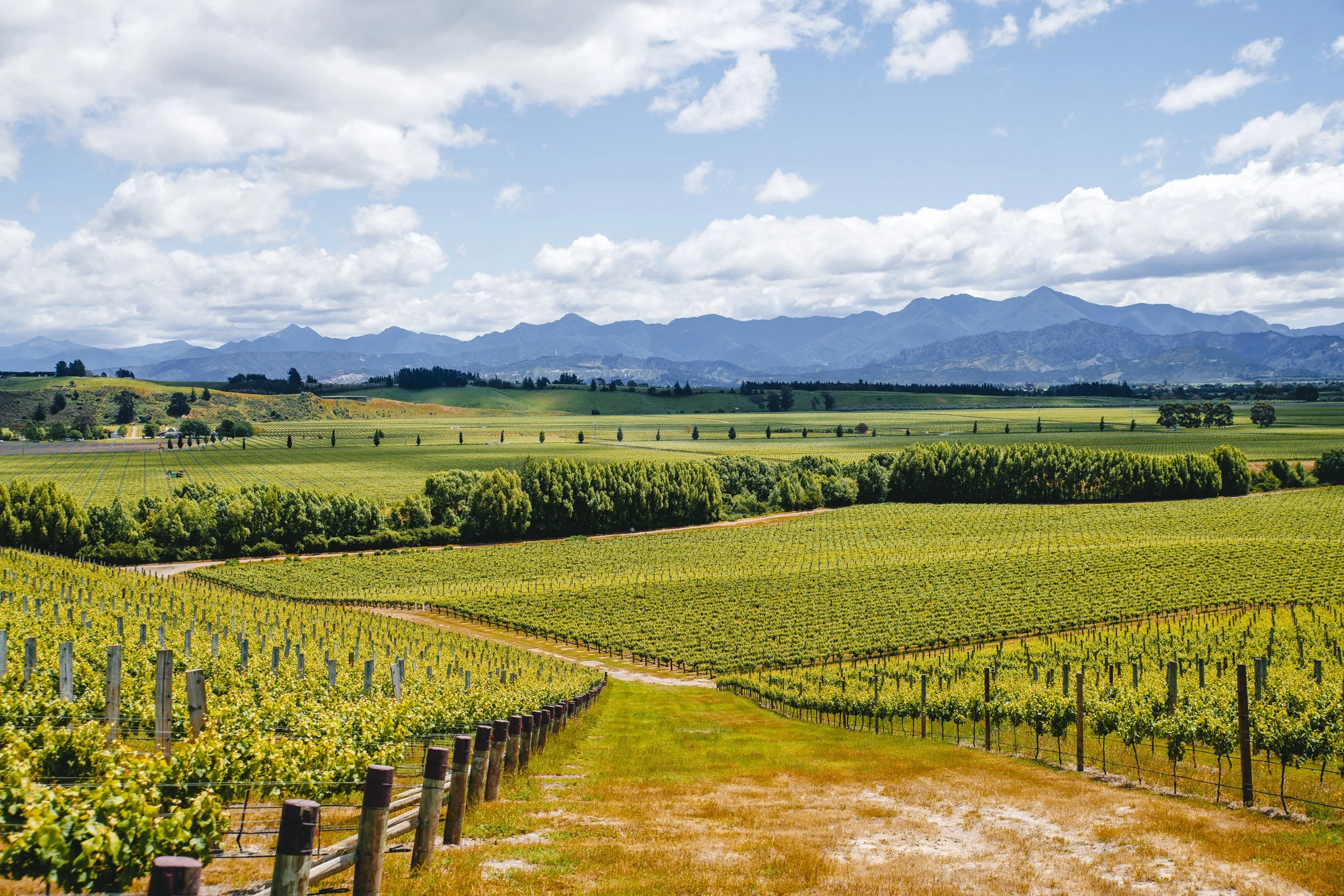 Award-Winning Pinot Noir — Marlborough Wine