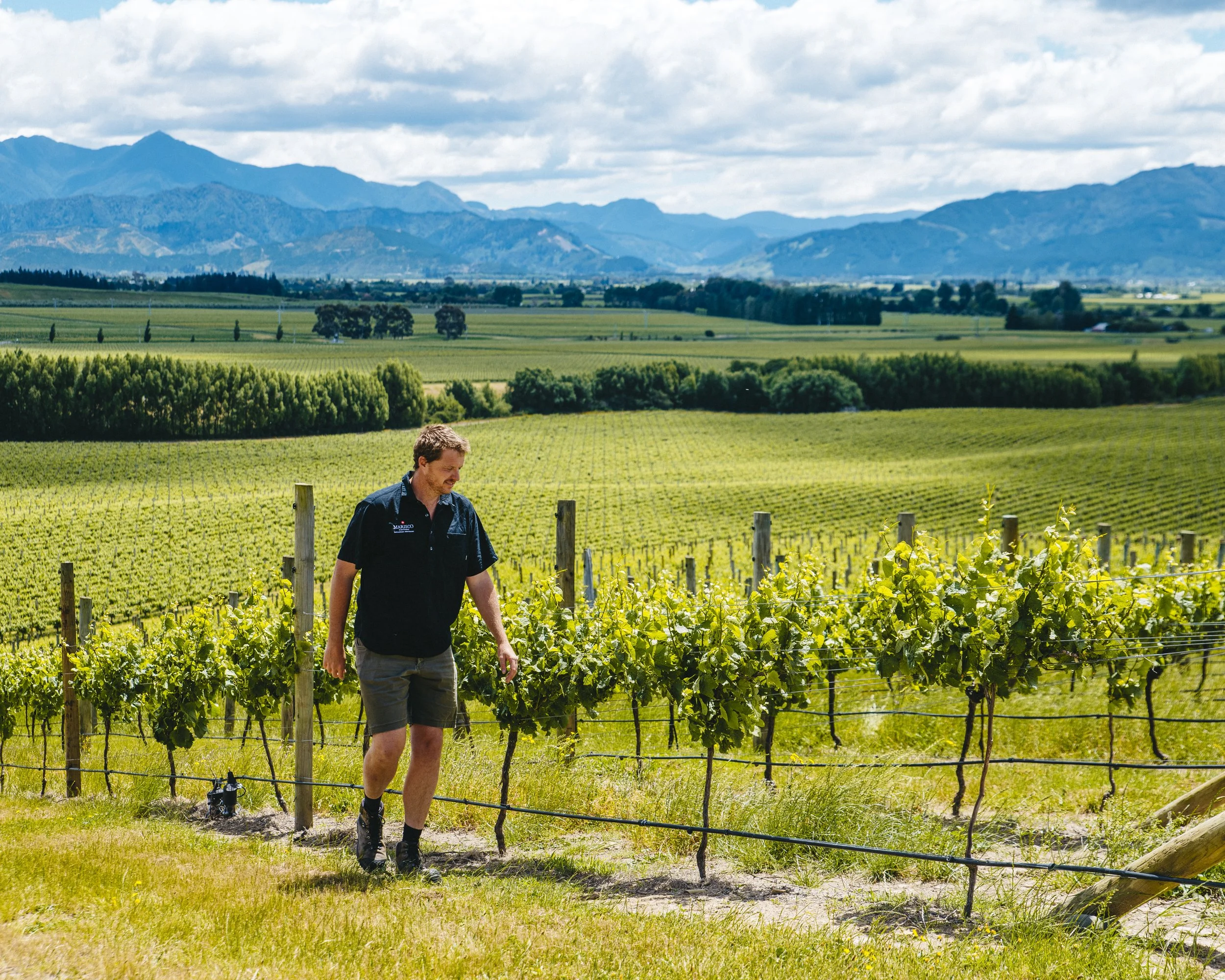 Award-Winning Pinot Noir — Marlborough Wine