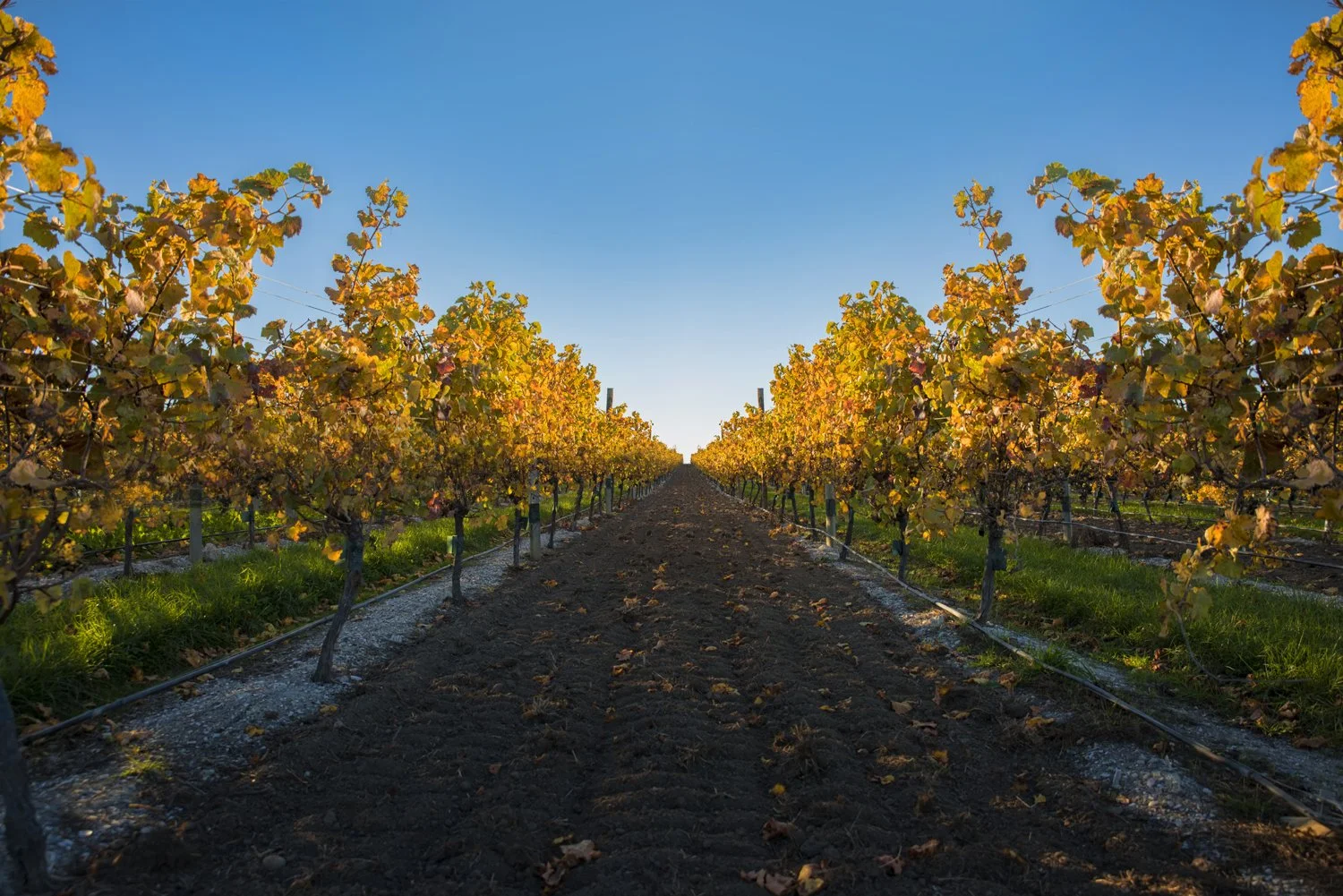 RSE — Press Releases — Marlborough Wine