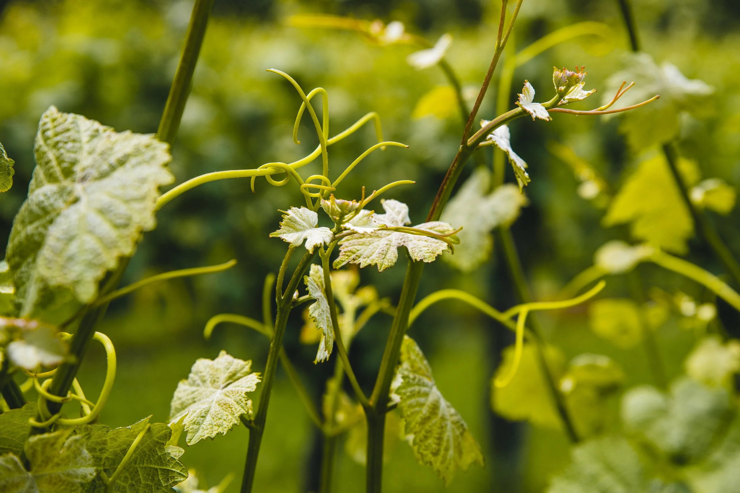 Framingham Harvest Concert 2026 — Marlborough Wine