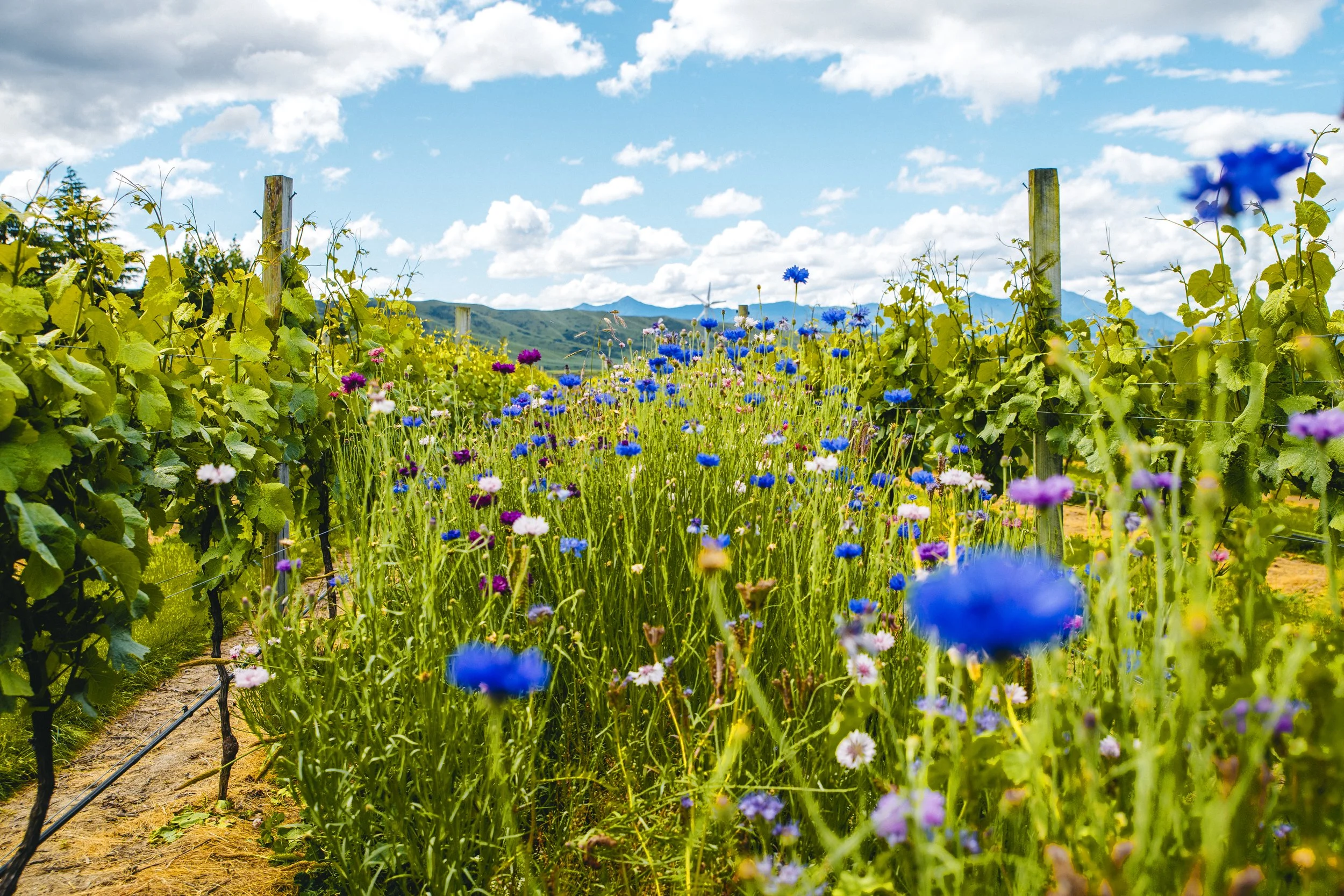 Varieties & Styles — Marlborough Wine