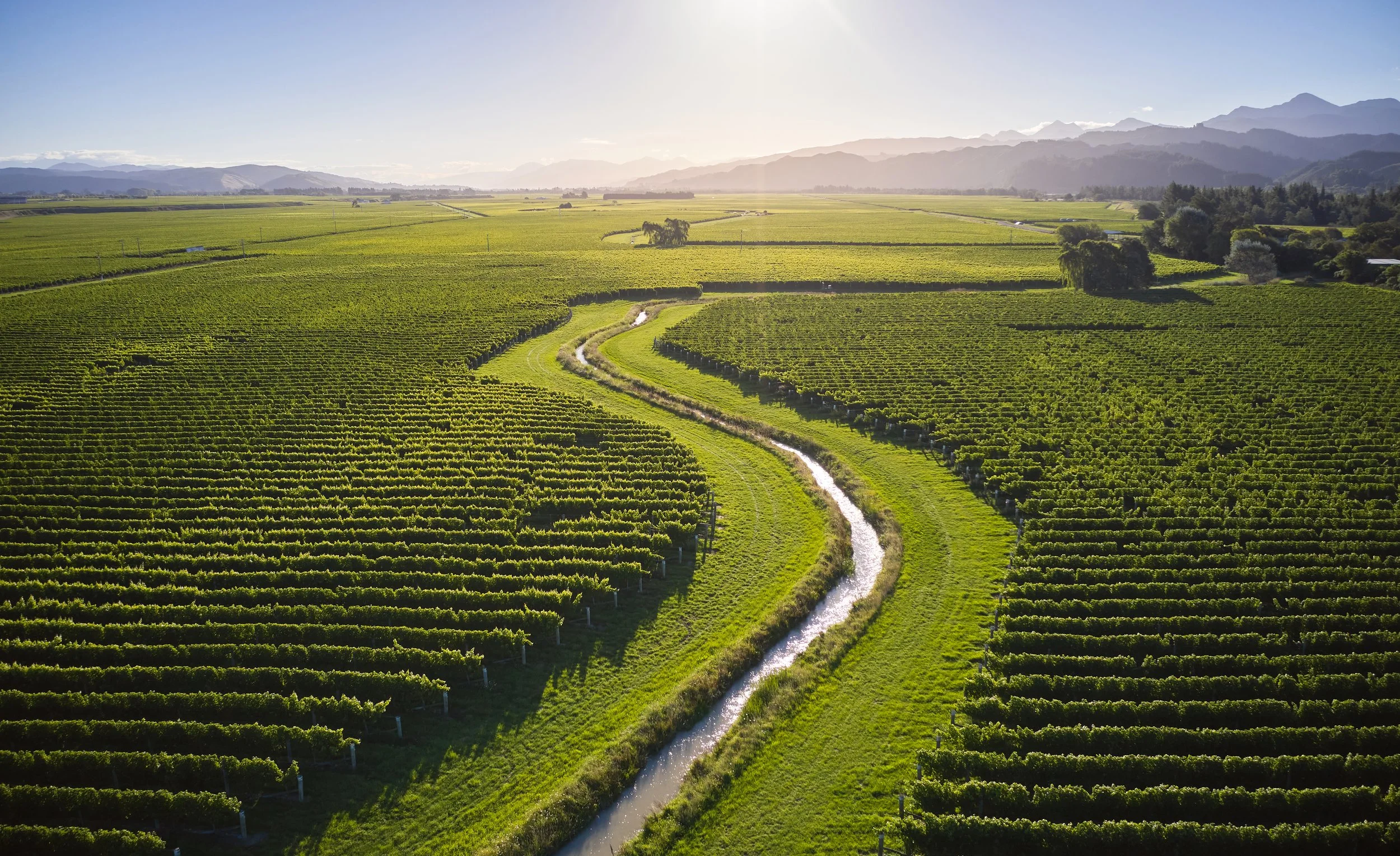 Cloudy Bay — Marlborough Wine
