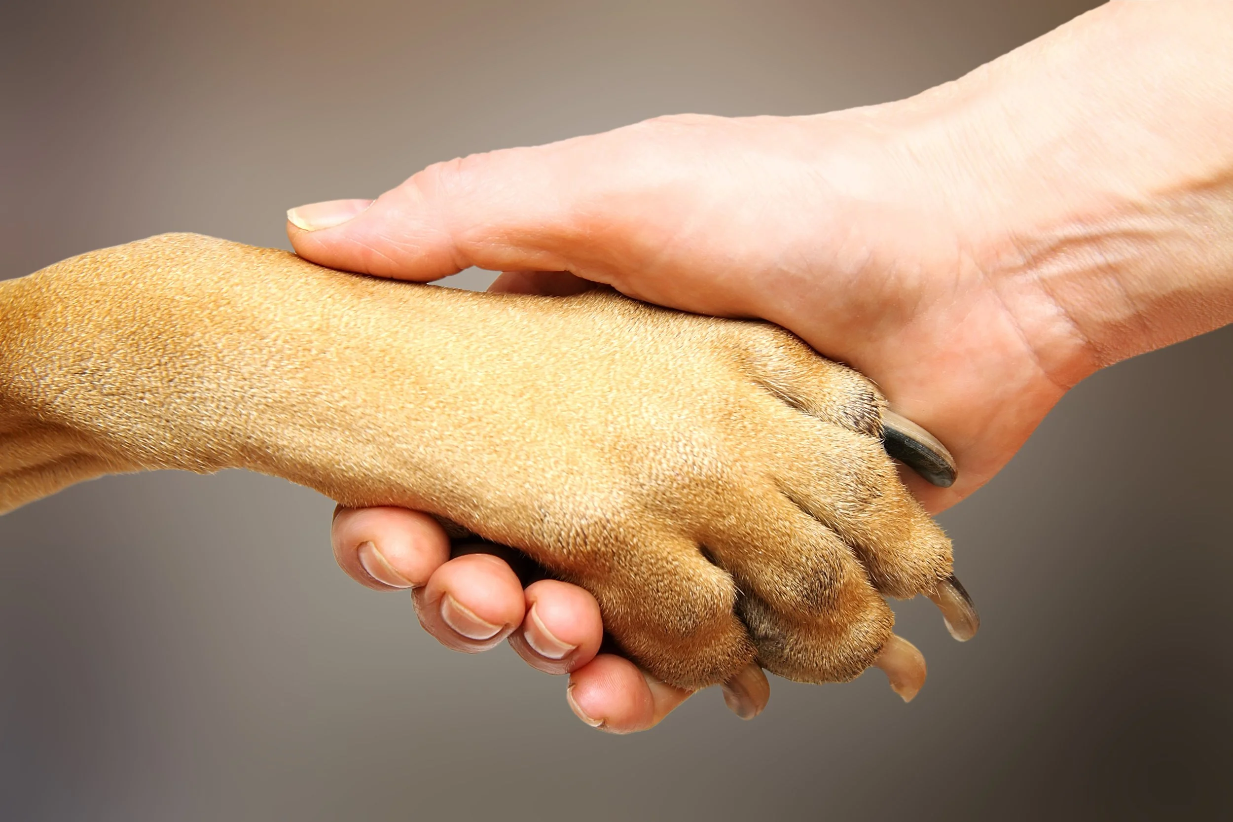 Assistance Dog — Care Dogs & Co