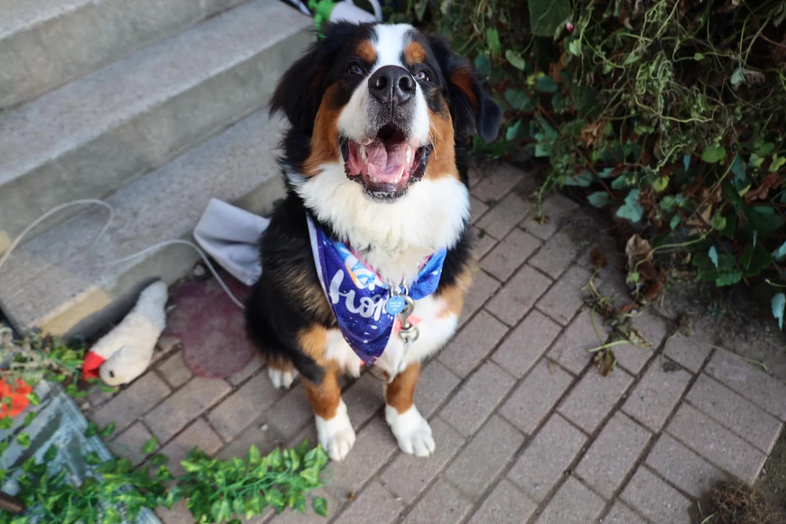 Adoptable dogs for adoption! — The Big Dog House Ontario