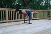 Elbow Levers | Start Your Calisthenics Journey — Hybrid Calisthenics