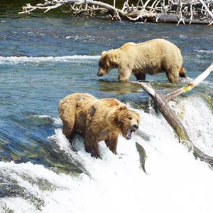 Bear Viewing Flight Katmai National Park – NQETJ