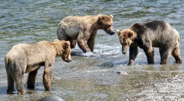 Katmai Bear Viewing Tour — Fly Katmai