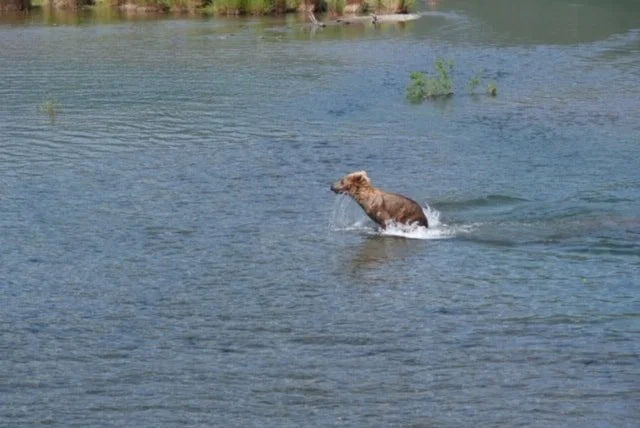 Katmai Bear Viewing Tour — Fly Katmai