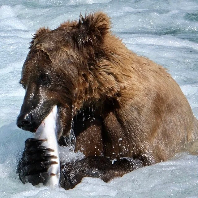 Katmai Bear Viewing Tour — Fly Katmai