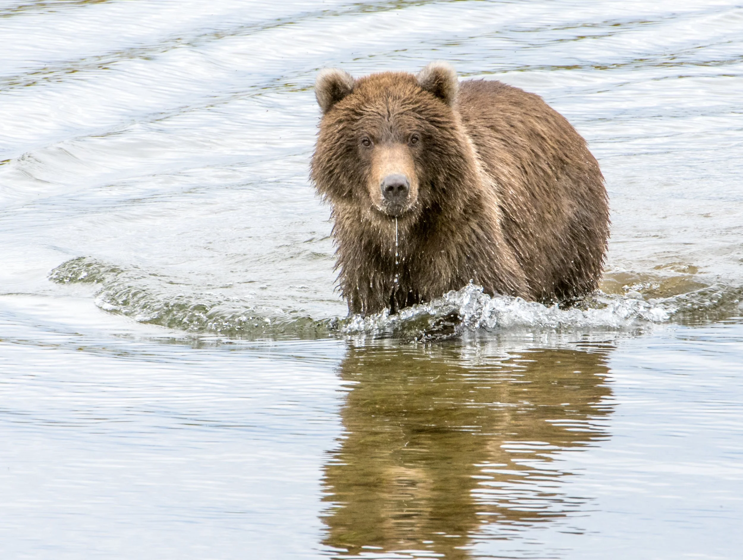 Katmai Bear Viewing Tour — Fly Katmai