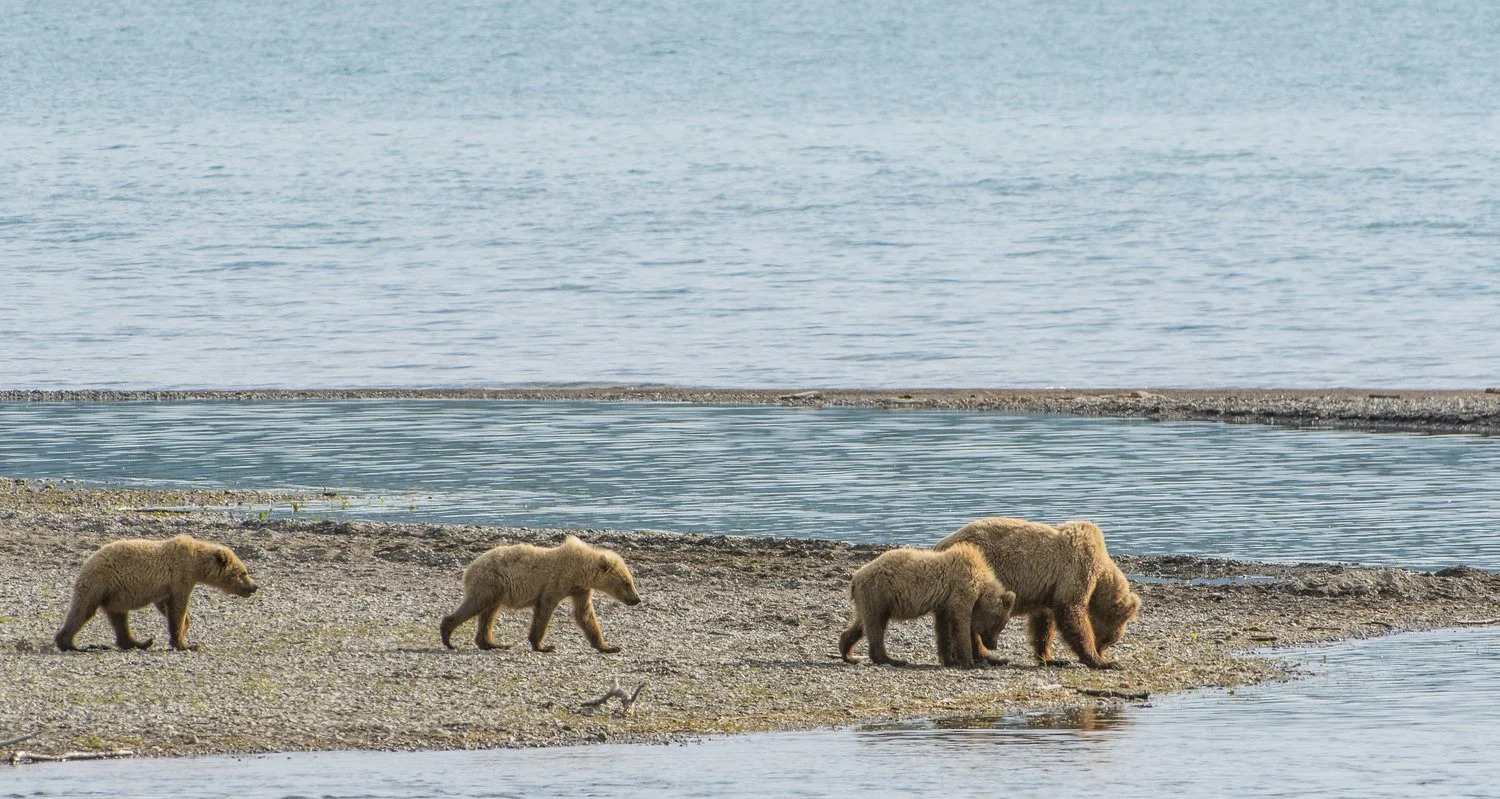 Katmai Tour — Fly Katmai