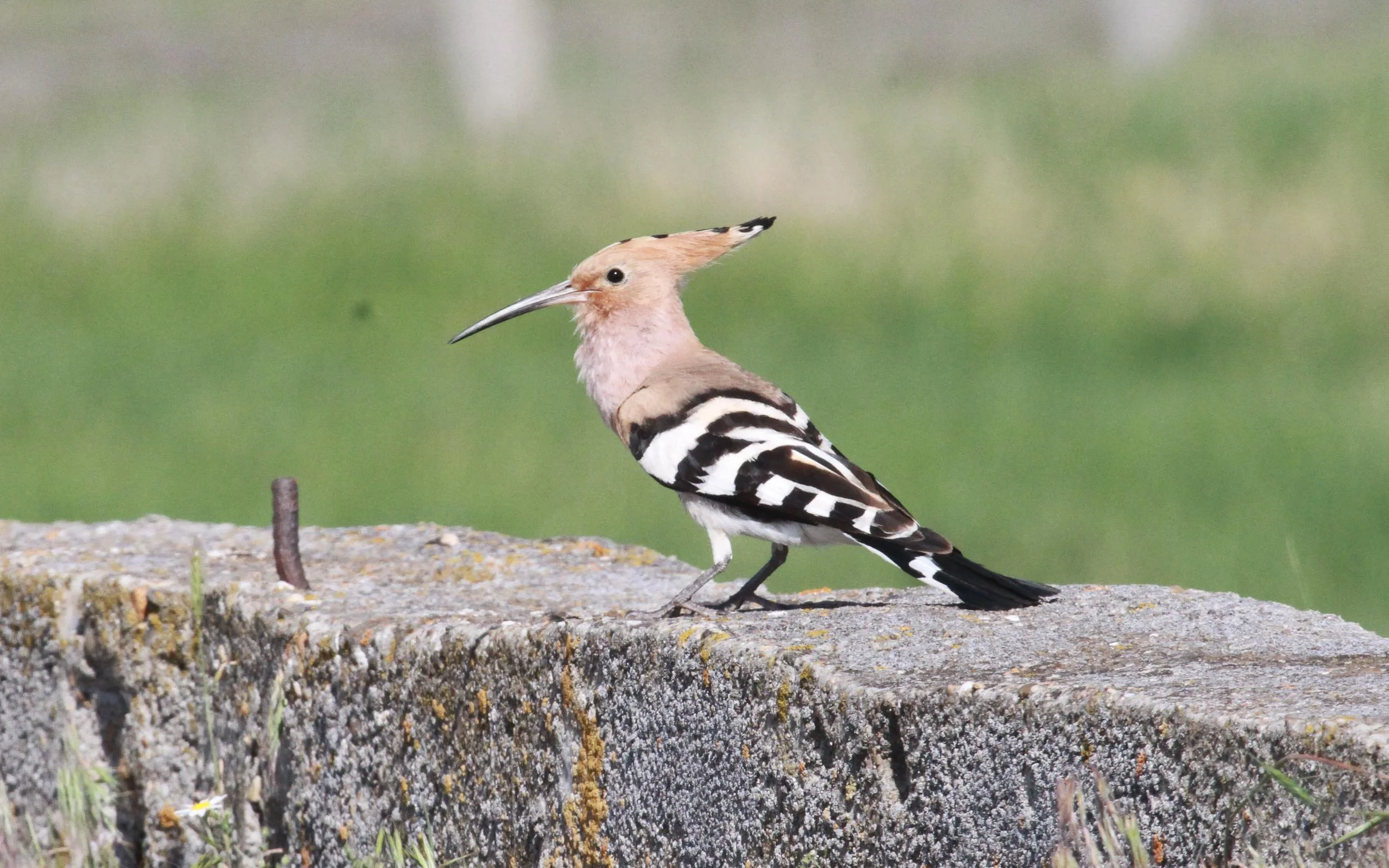 Huppe fasciée — GOBG