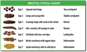 What Your Poop Is Telling You: A Dietitian’s Guide to Gut Health from ...