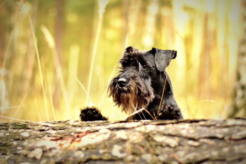 Wellness Williams Veterinary Wellness wellness-williams-veterinary-wellness