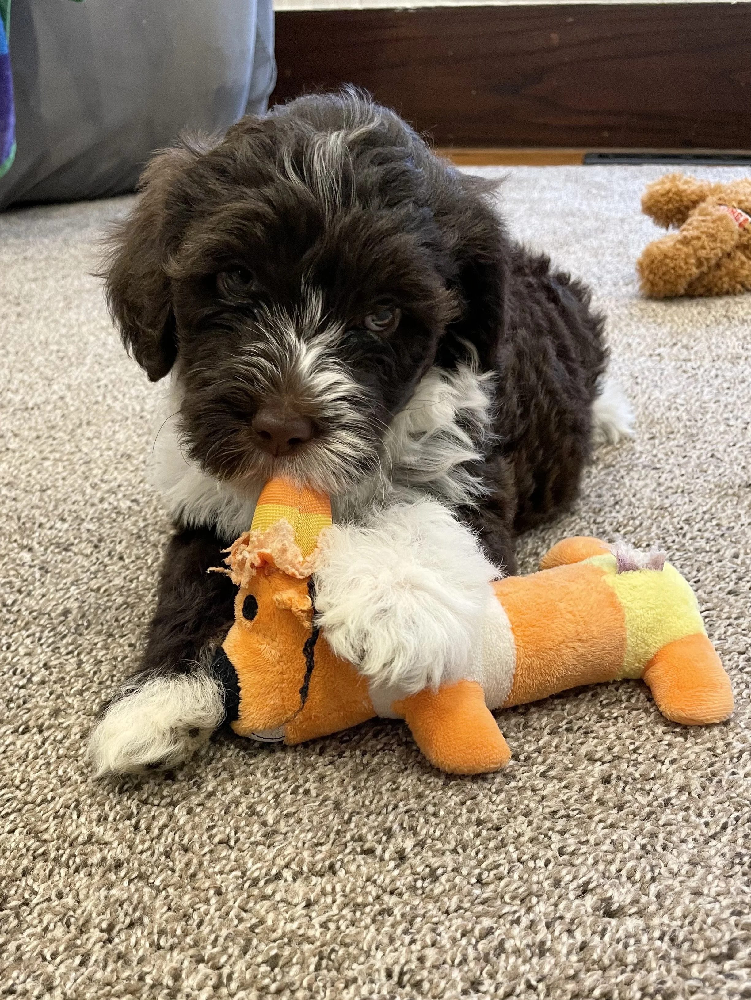 Our Story — Ohio Companion Puppies