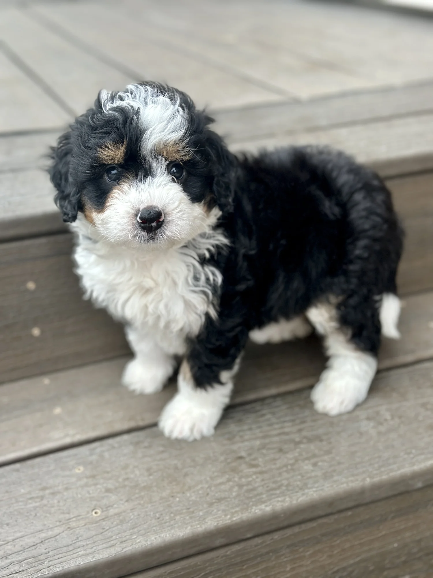 Ohio Companion Puppies